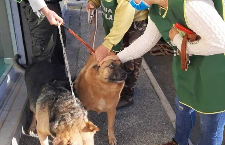 Vegliano la padrona morta, Nicky e Rex ora cercano casa - Tiburno Tv