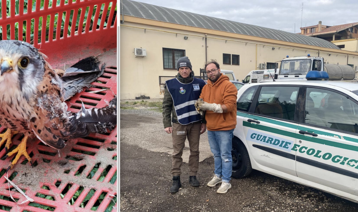 GUIDONIA - Falco ferito in Centro: salvato dalle Guardie Ecologiche ...